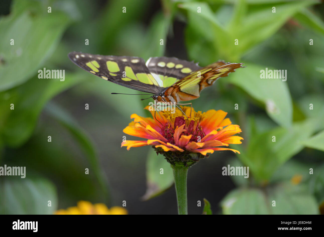 Butterfly in the garden Stock Photo - Alamy