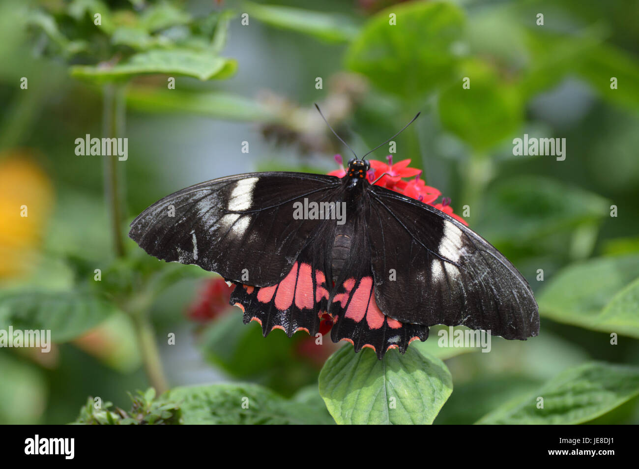 Butterfly in the garden Stock Photo - Alamy