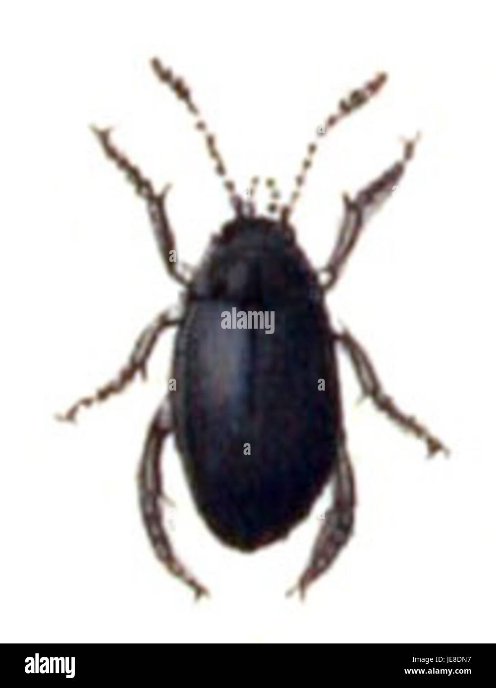 Organisms aquatic habitat Cut Out Stock Images & Pictures - Alamy