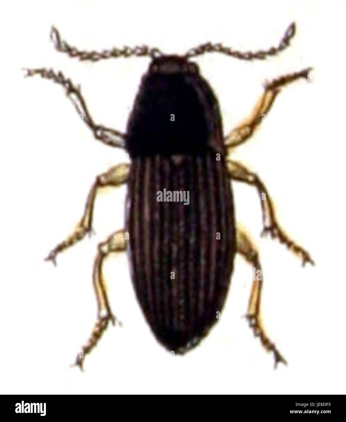 Click sound beetle hi-res stock photography and images - Alamy