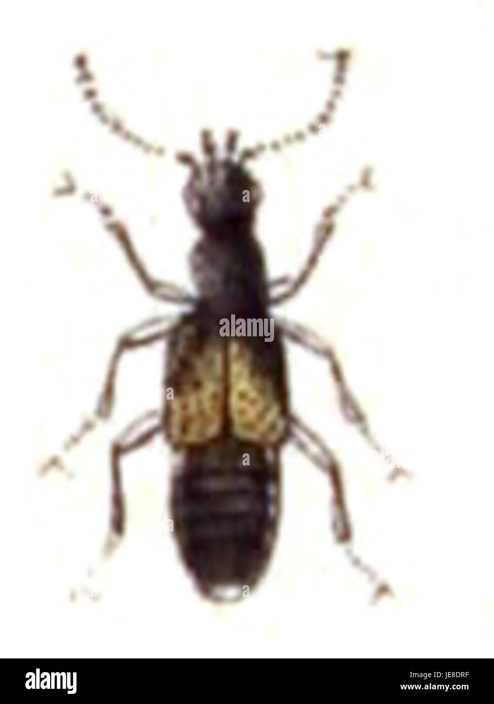Entomology field guide Cut Out Stock Images & Pictures - Alamy