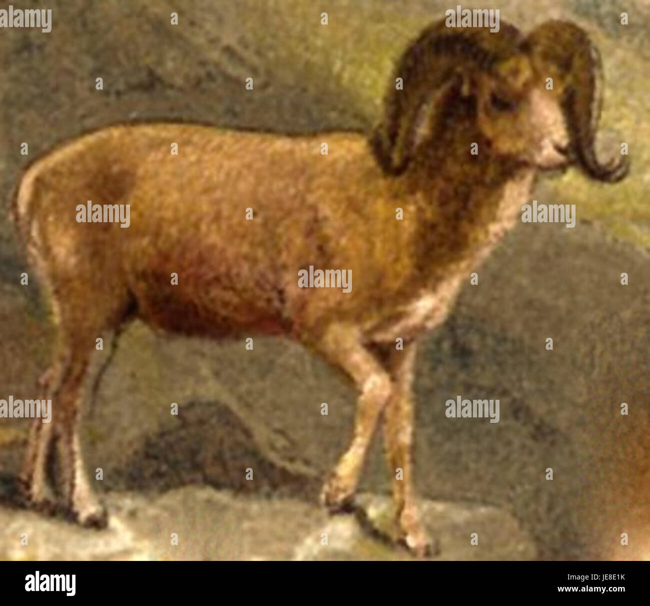 Distinctive large horns hi-res stock photography and images - Alamy