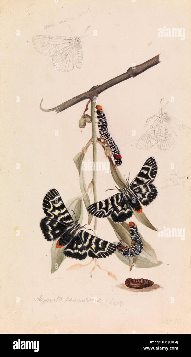 Arthur bartholomew vine moth hi-res stock photography and images - Alamy