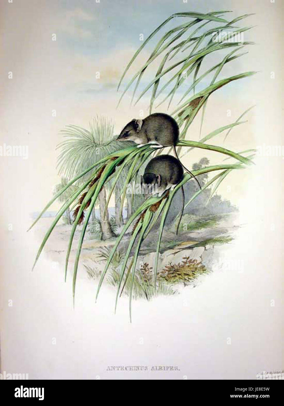 A photograph by Gould of an albino ant, highlighting the insect's ...