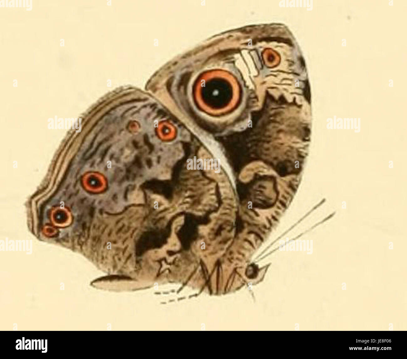 This image shows Bicyclus mandanes, a species of butterfly found in ...