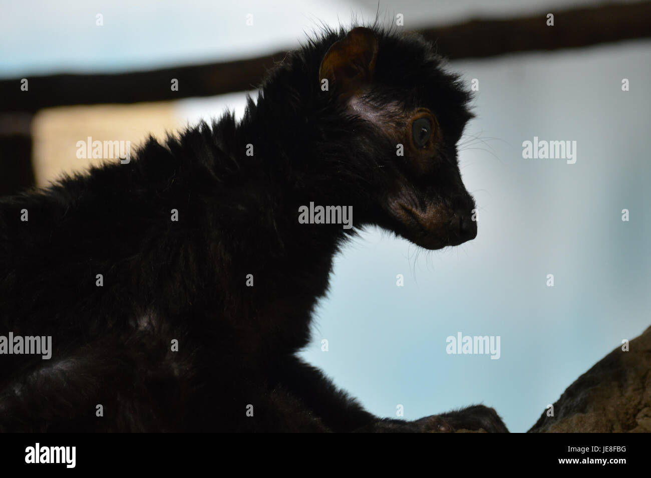 Blue Eyed Lemur Stock Photo - Alamy