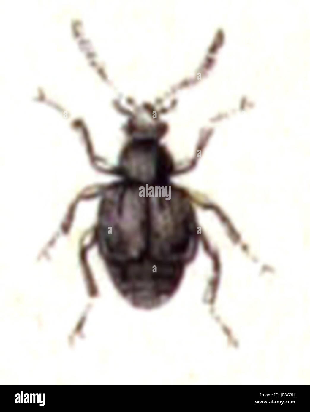 Bryaxis clavicornis, a species of beetle, photographed on June 11, 2006 ...