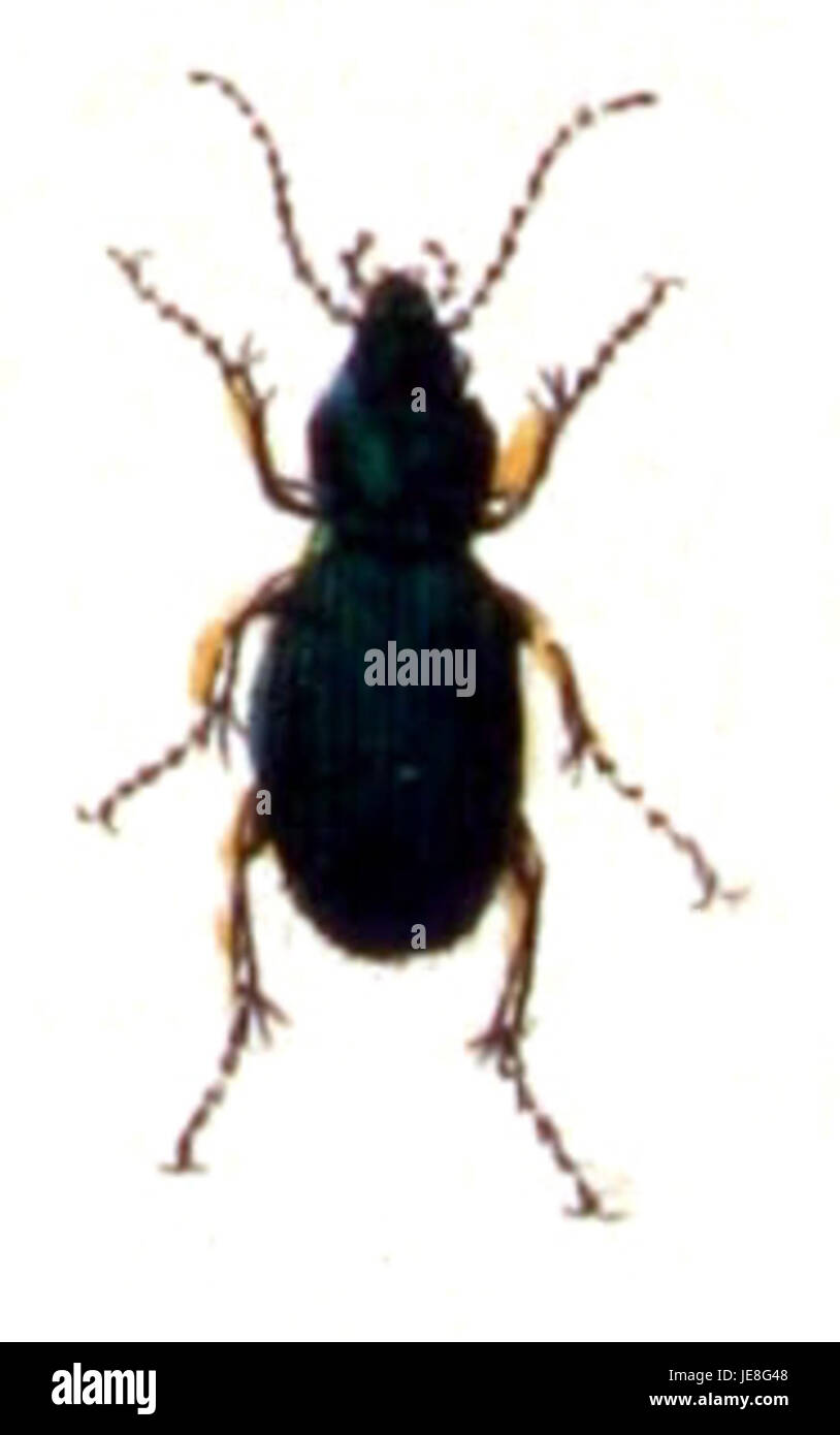 Chlaenius nitidulus hi-res stock photography and images - Alamy
