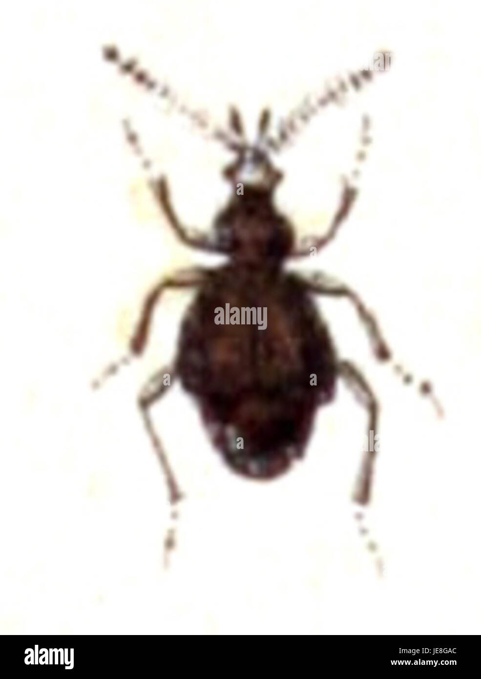 Bryaxis High Resolution Stock Photography and Images - Alamy