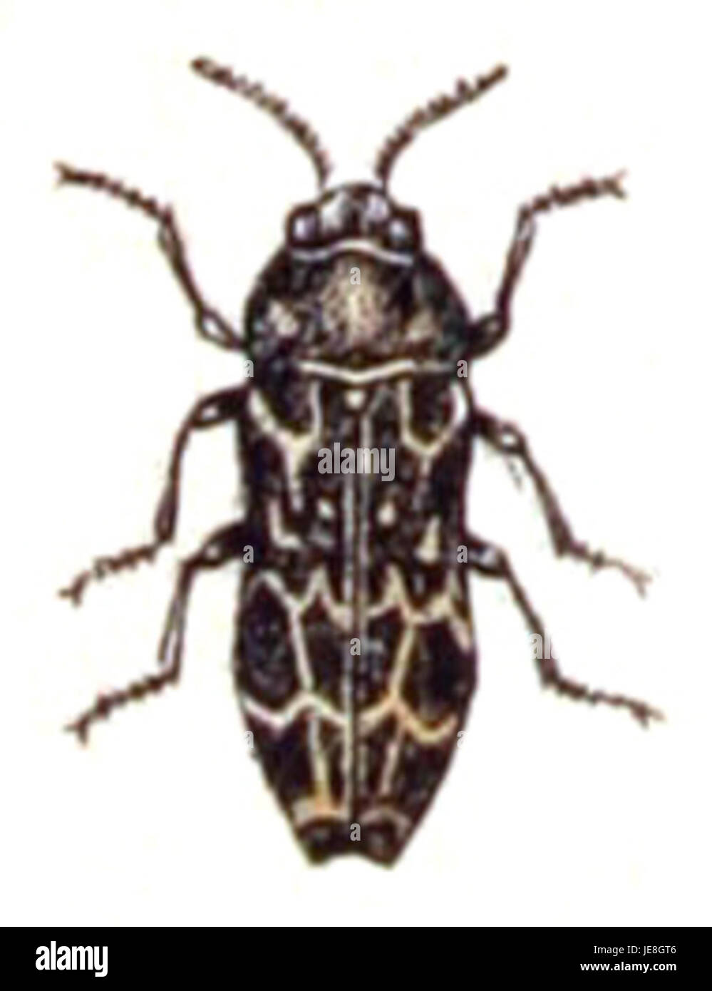 Coraebus undatus hi-res stock photography and images - Alamy