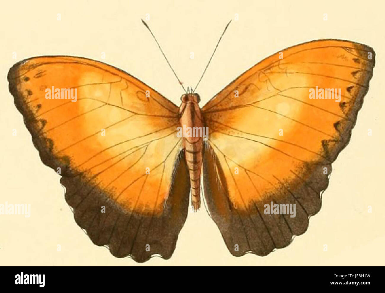 Subtropical species hi-res stock photography and images - Alamy