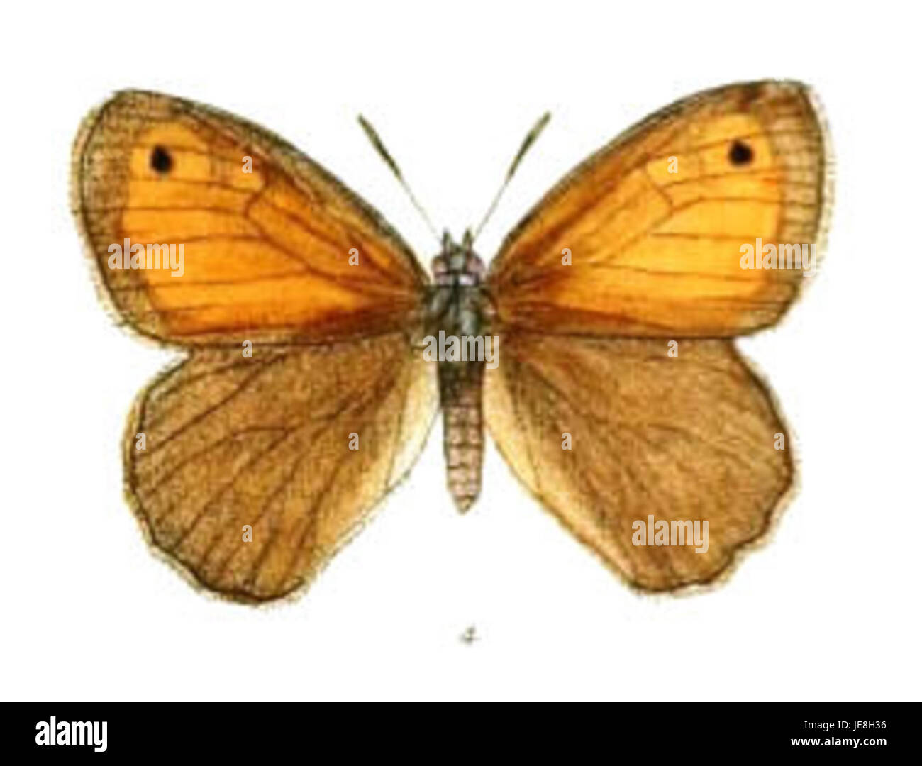 This image showcases Chortobius neoza, a species of grasshopper. The ...