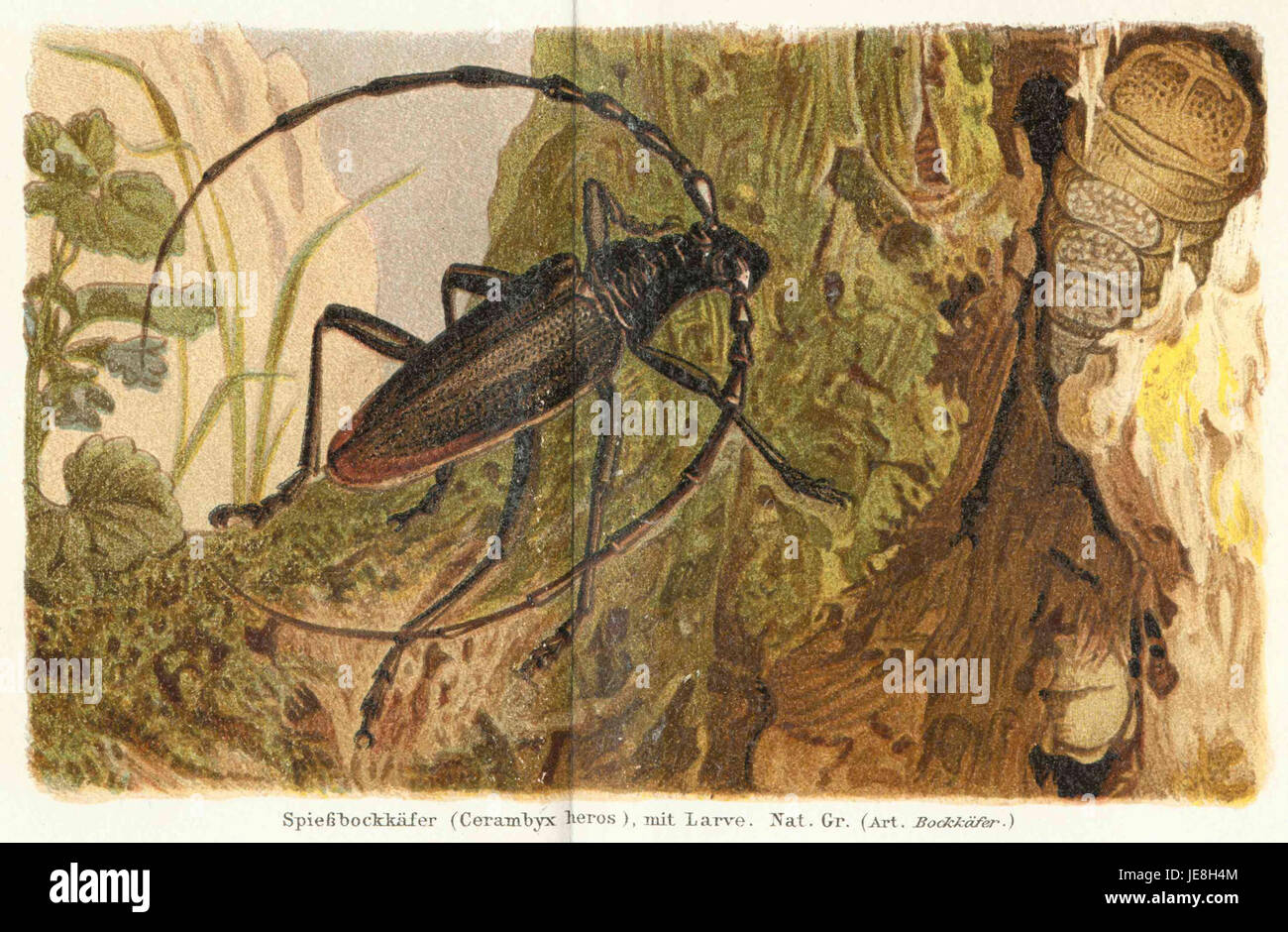 First beetle hi-res stock photography and images - Alamy