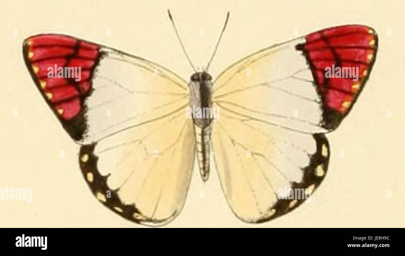 Distinctive wing patterns hi-res stock photography and images - Alamy