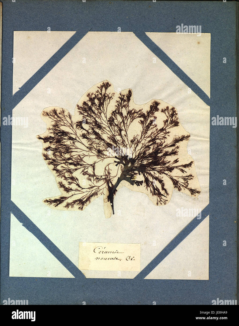 Nodulosum hi-res stock photography and images - Alamy