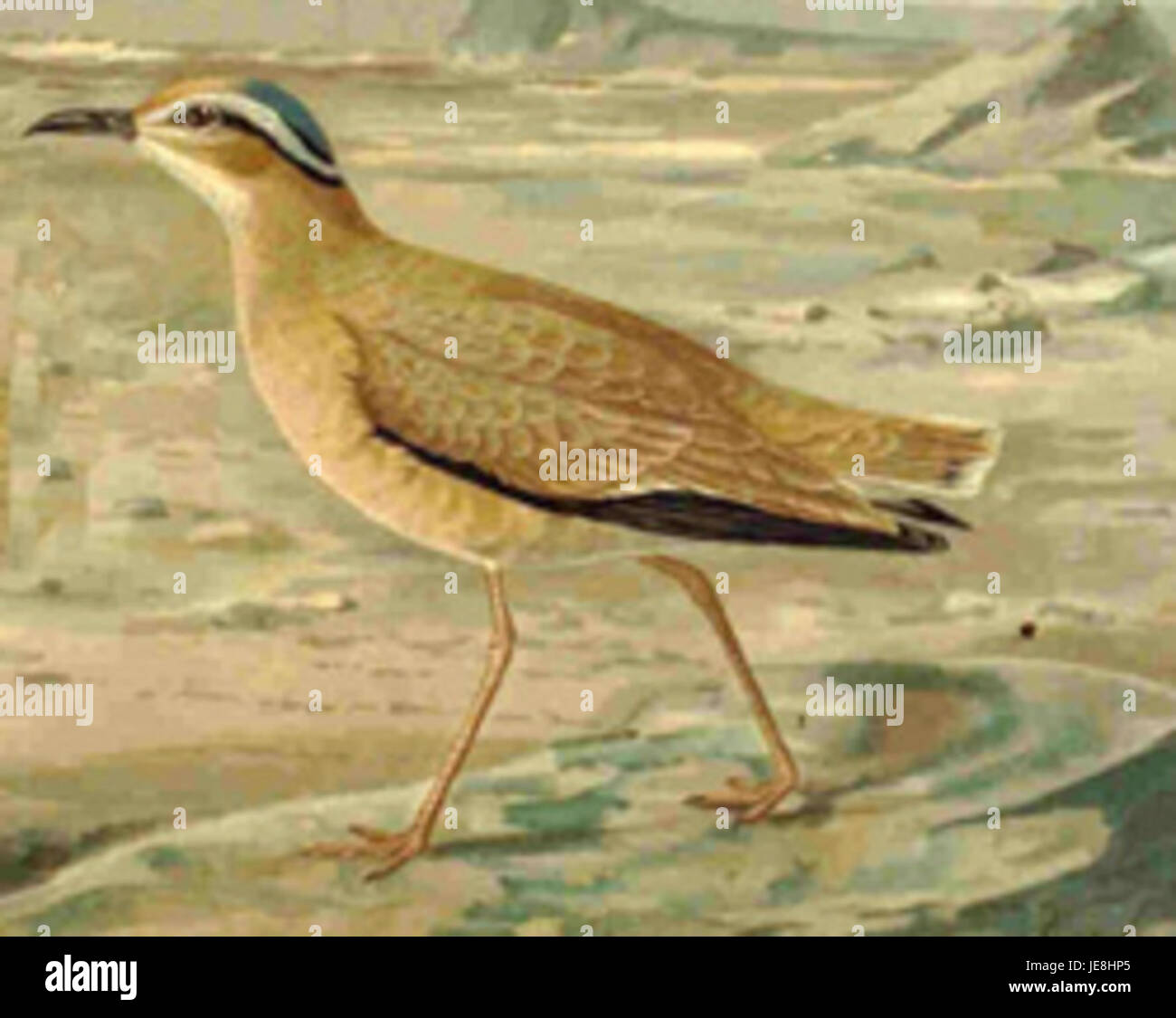 Bird habitats indian subcontinent hi-res stock photography and images ...
