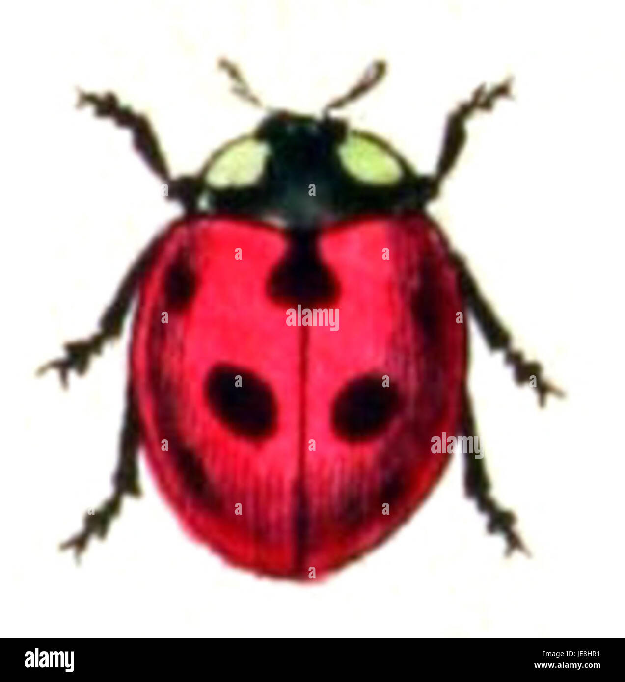 This image features Coccinella septempunctata, commonly known as the ...