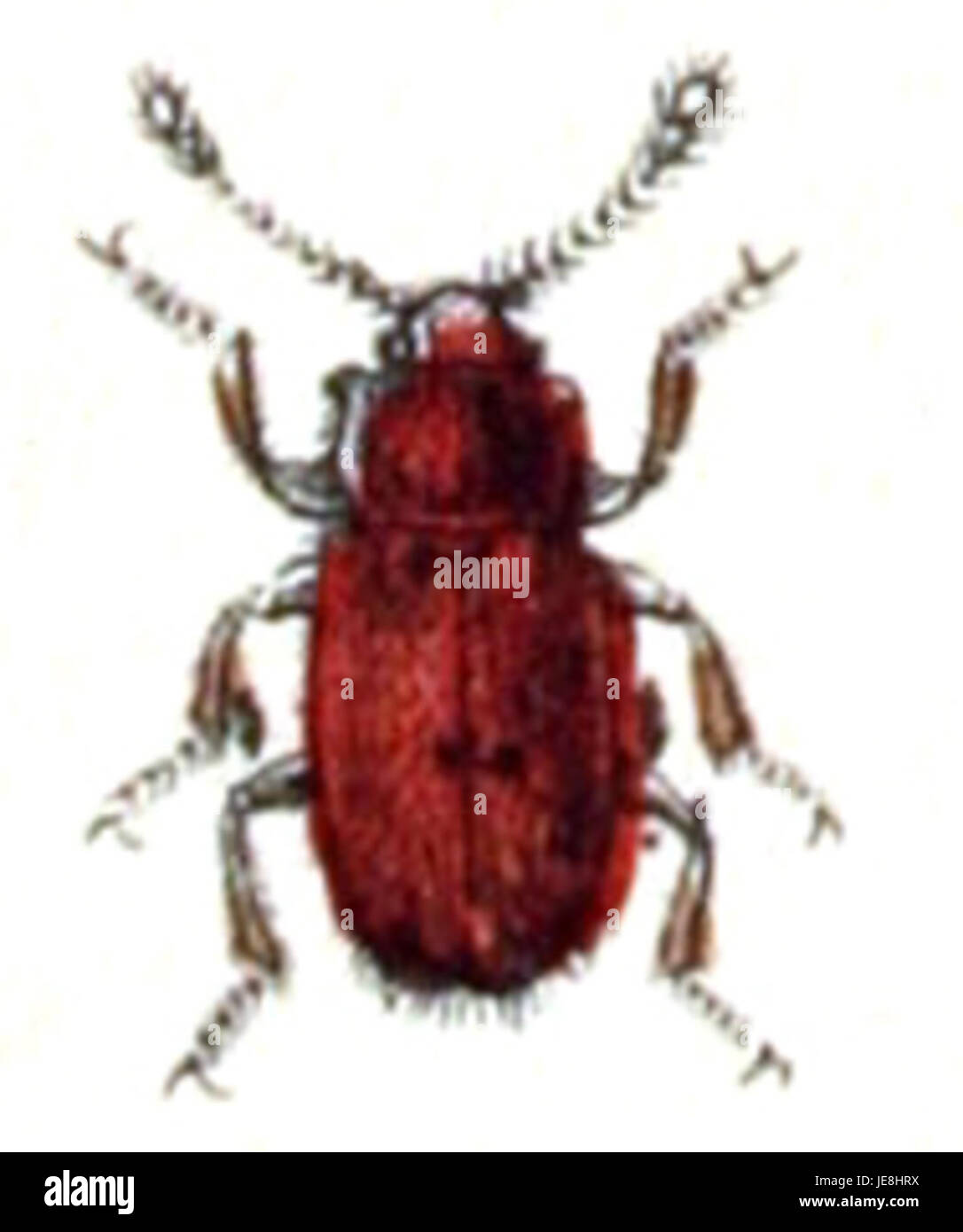 Cryptophagus hi-res stock photography and images - Alamy