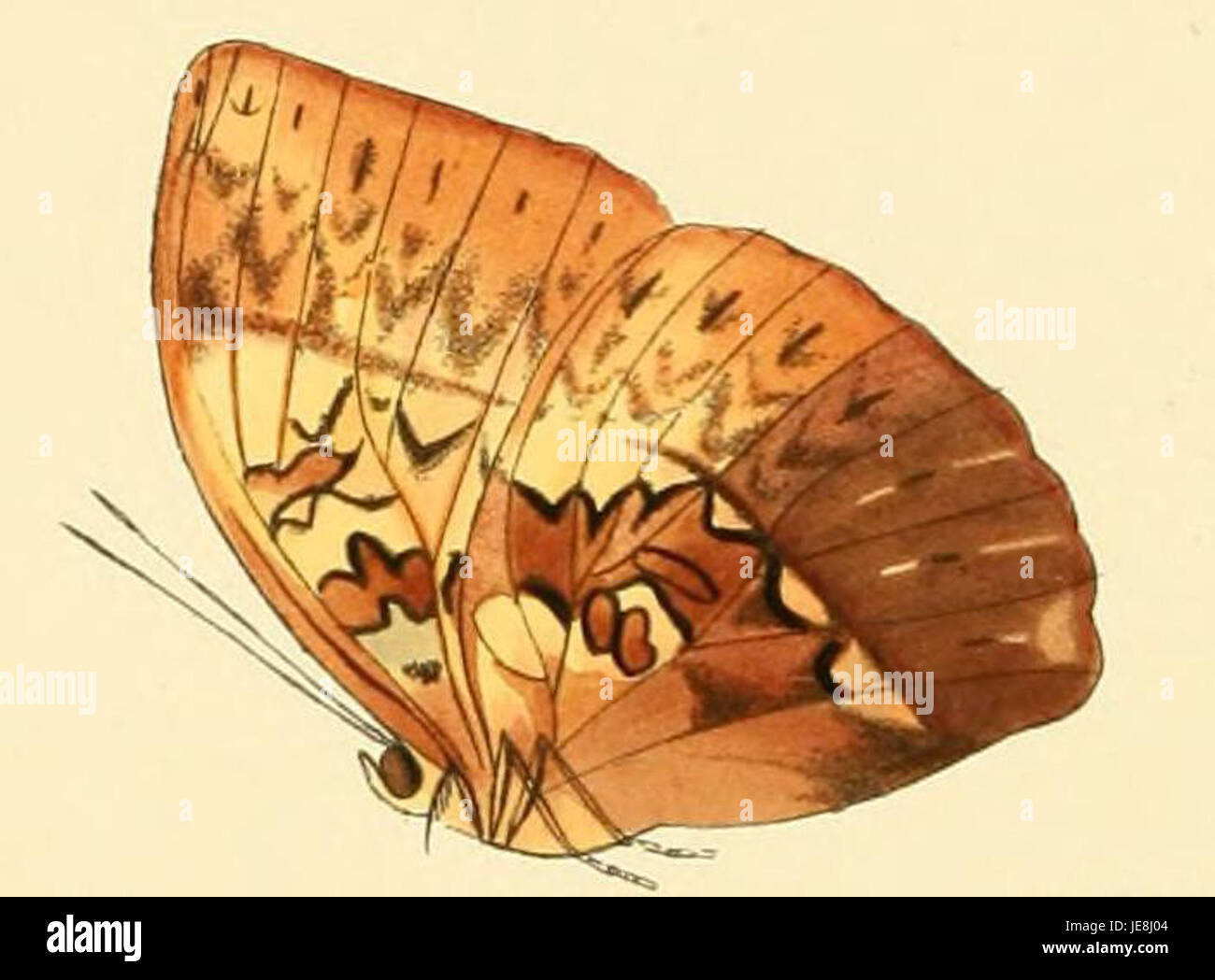 Cymothoe Stock Photos & Cymothoe Stock Images - Alamy