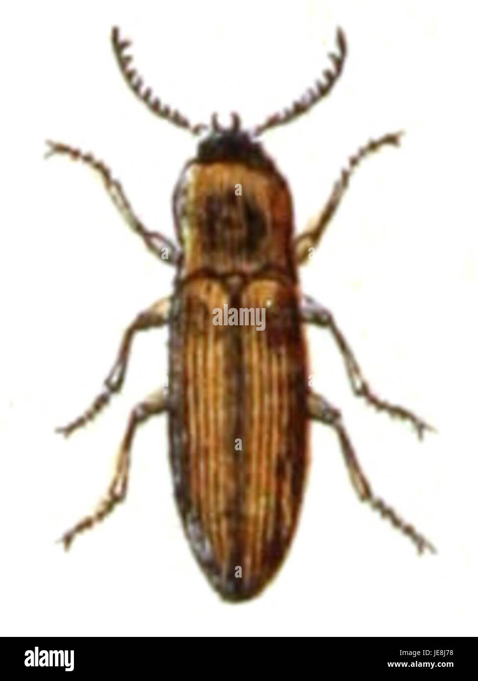 This image shows Dalopius marginatus, a species of beetle identified in ...