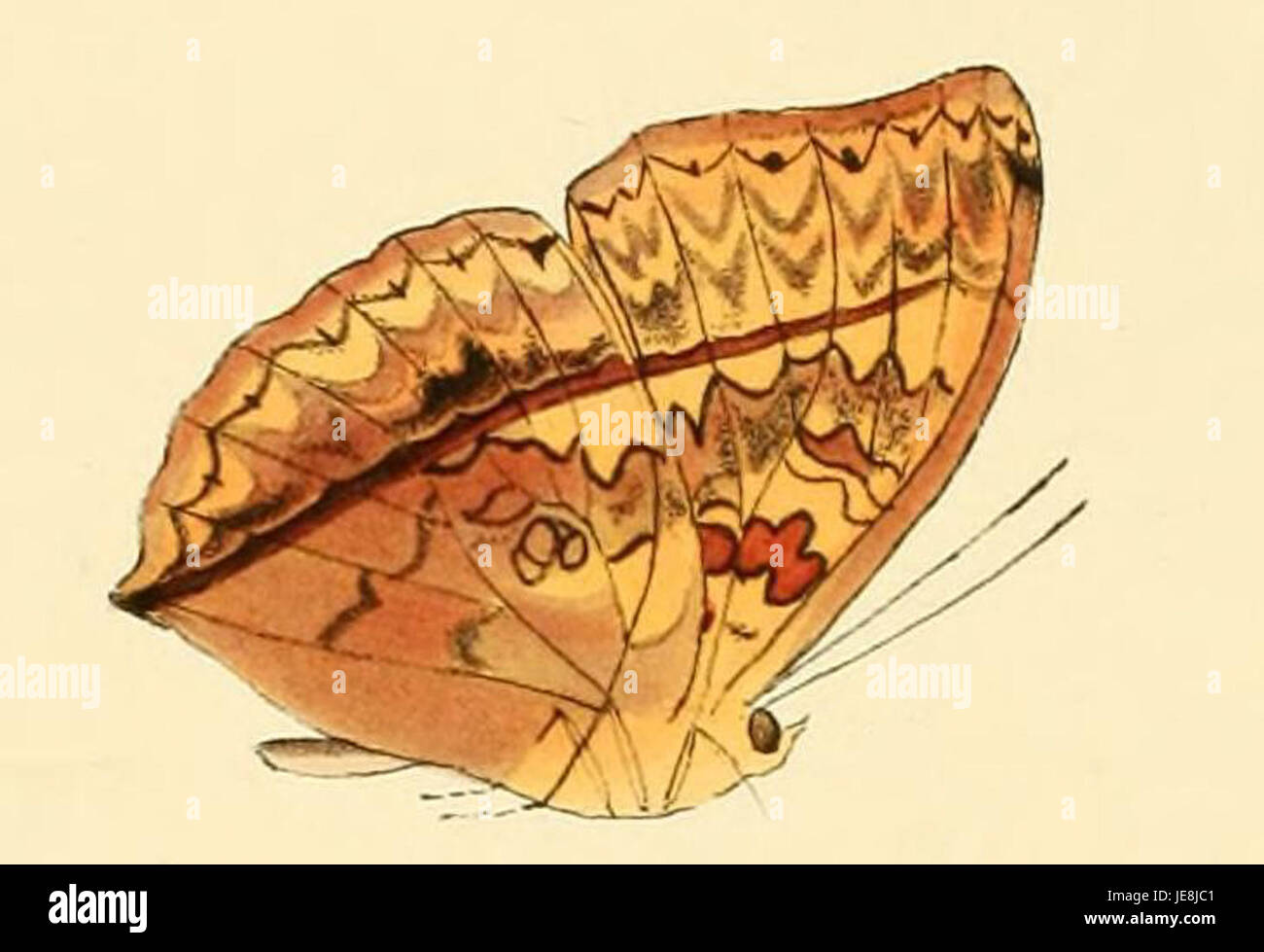 Red glider butterfly hi-res stock photography and images - Alamy