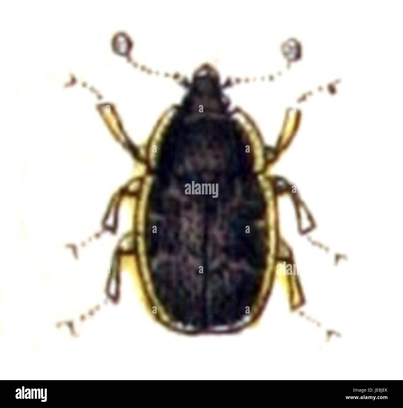 Cryptarcha strigata is a species of beetle in the family Buprestidae ...