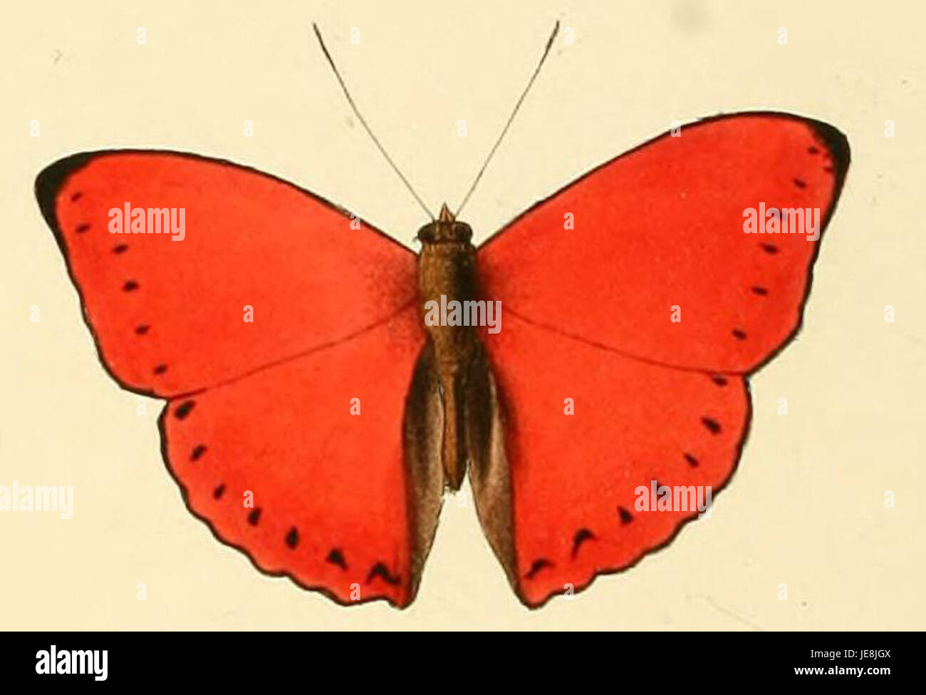 A close-up of the butterfly species Cymothoe coccinata, commonly known ...
