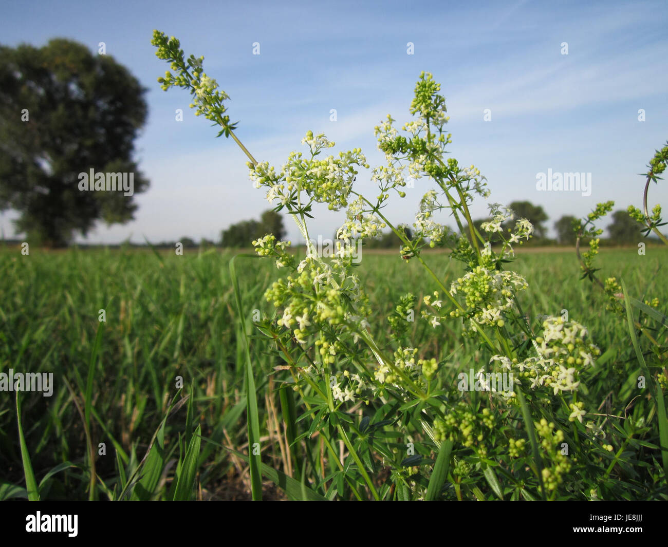 Wiesenlabkraut, known as meadow germander, is a plant species commonly ...