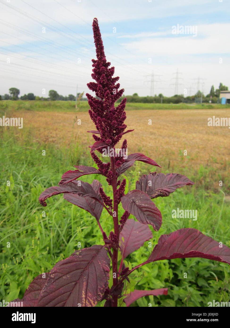 The Rispen-Fuchsschwanz, also known as the foxtail amaranth, photographed in Hockenheim on ...