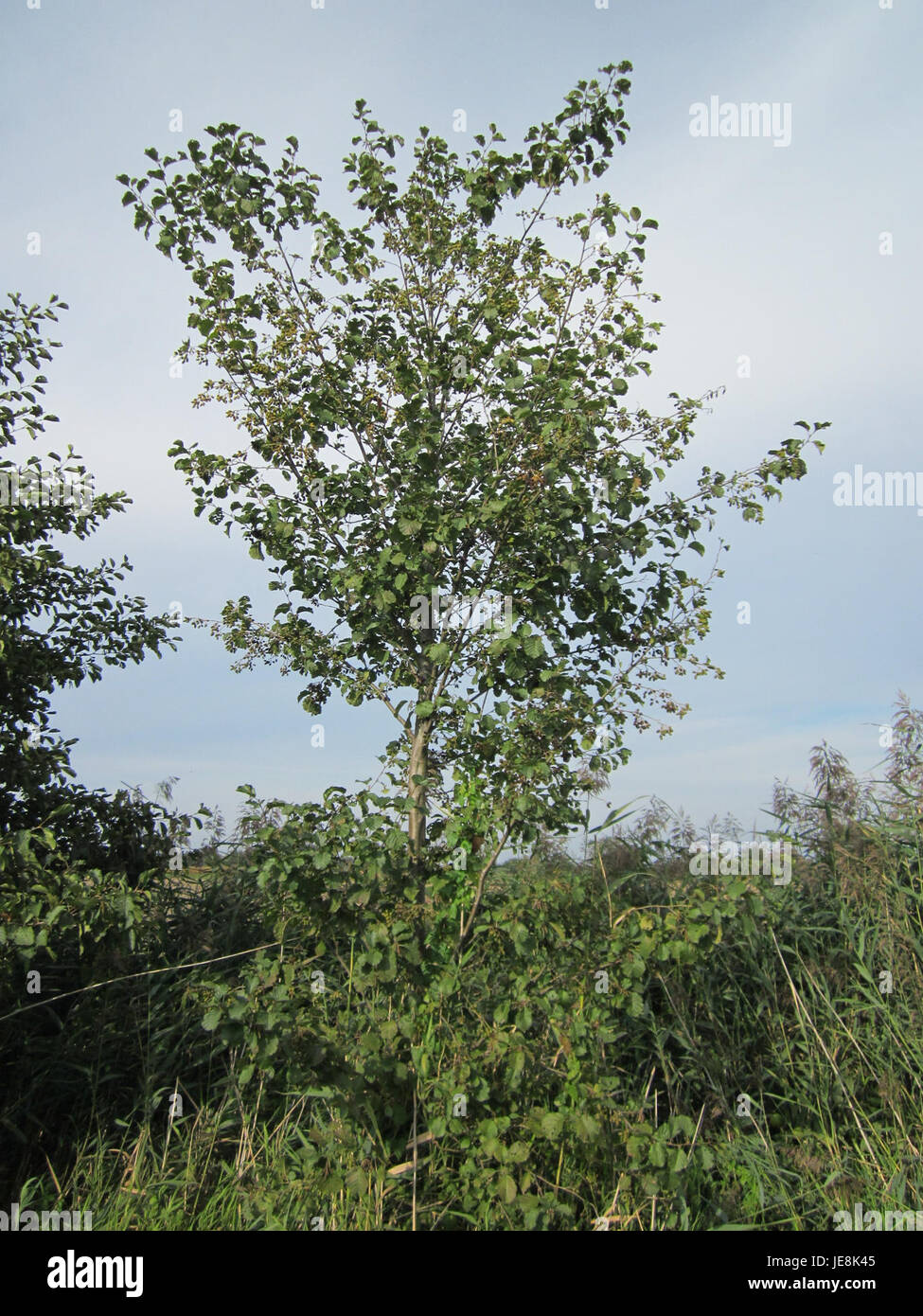 Black alder identification hi-res stock photography and images - Alamy