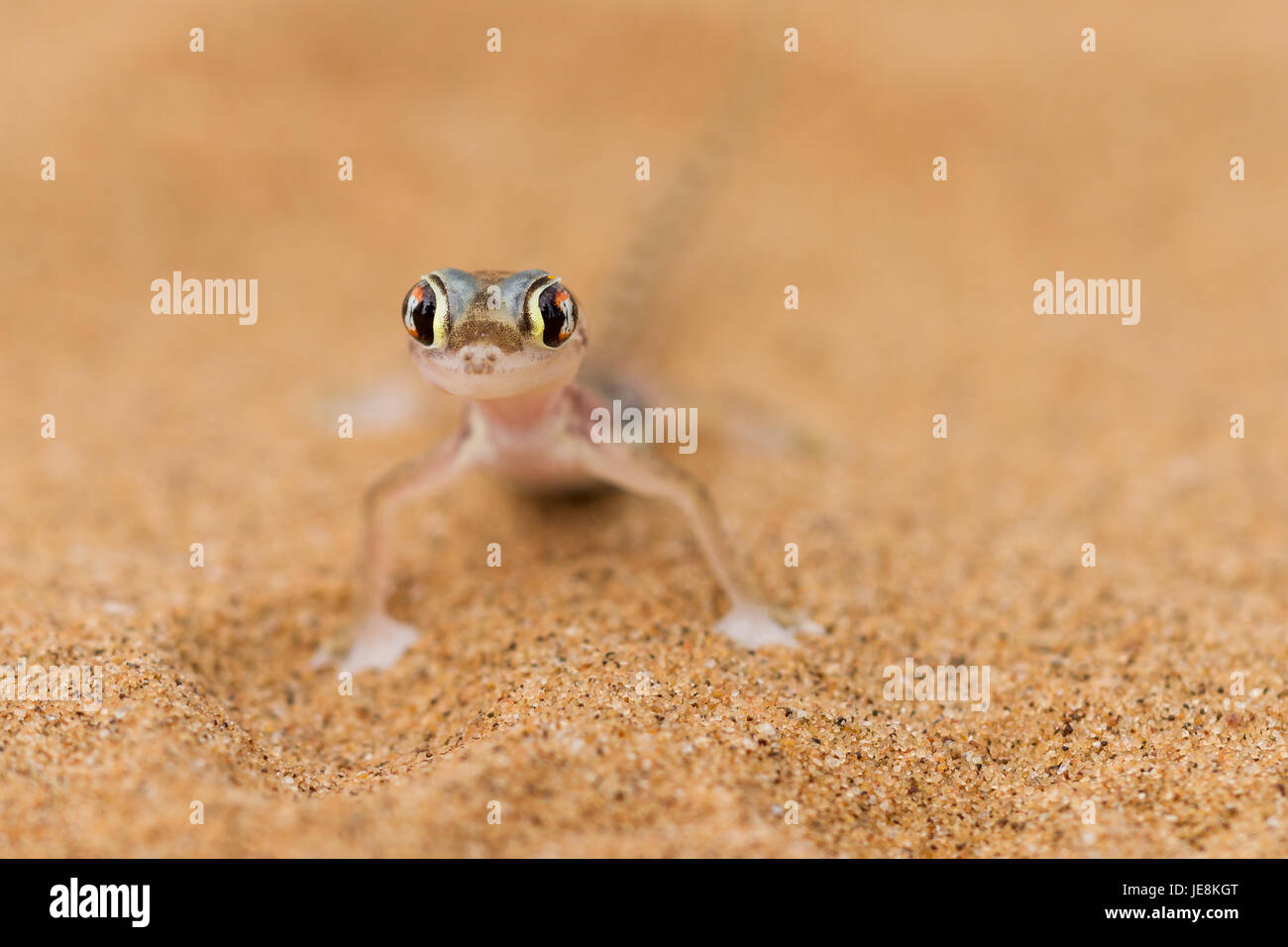 Desert gecko hi-res stock photography and images - Alamy