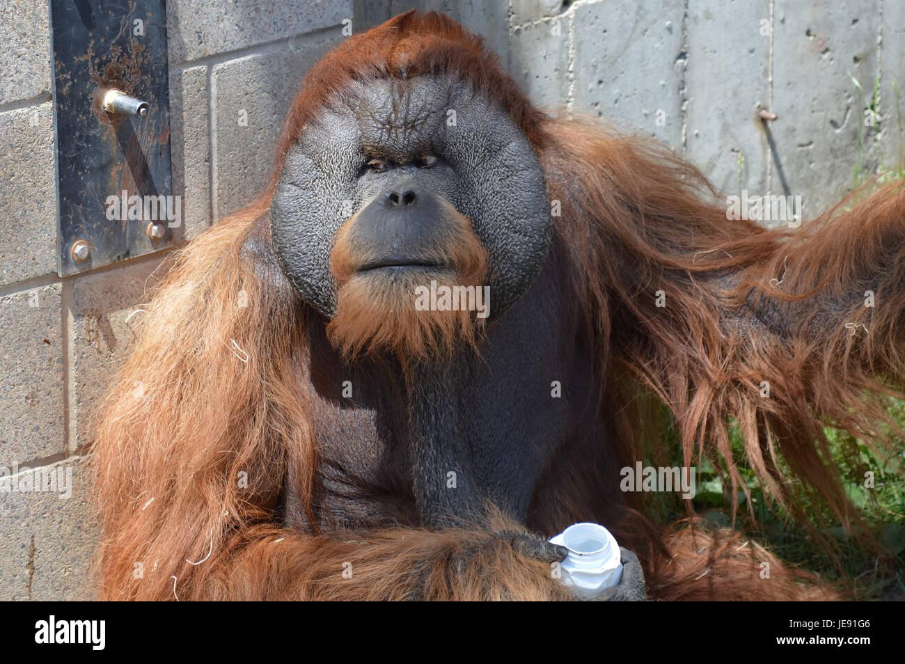 Orangutan face cheek pads hi-res stock photography and images - Alamy
