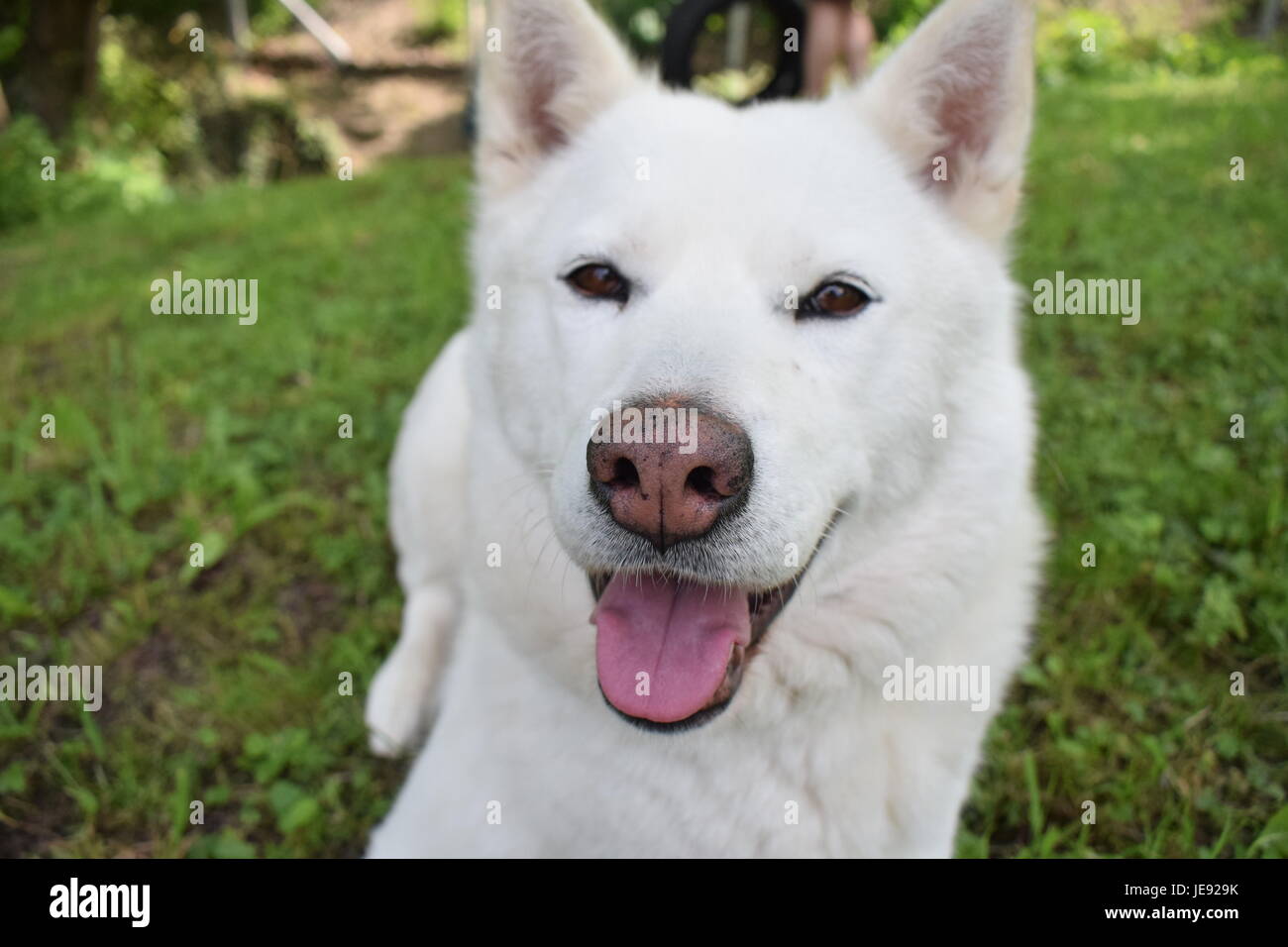 Our dog Akila Shila Stock Photo - Alamy