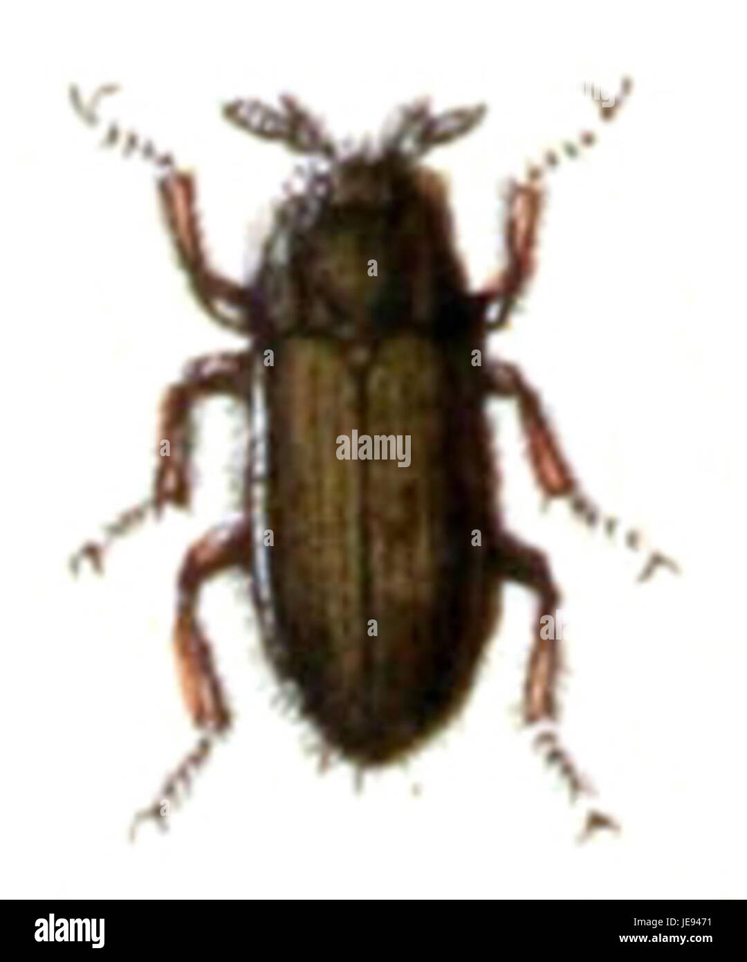 Dryops auriculatus hi-res stock photography and images - Alamy