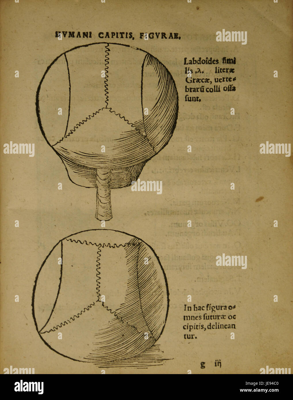 Dryander's 'Anatomiae Pars Prior' is an anatomical text, part of a ...