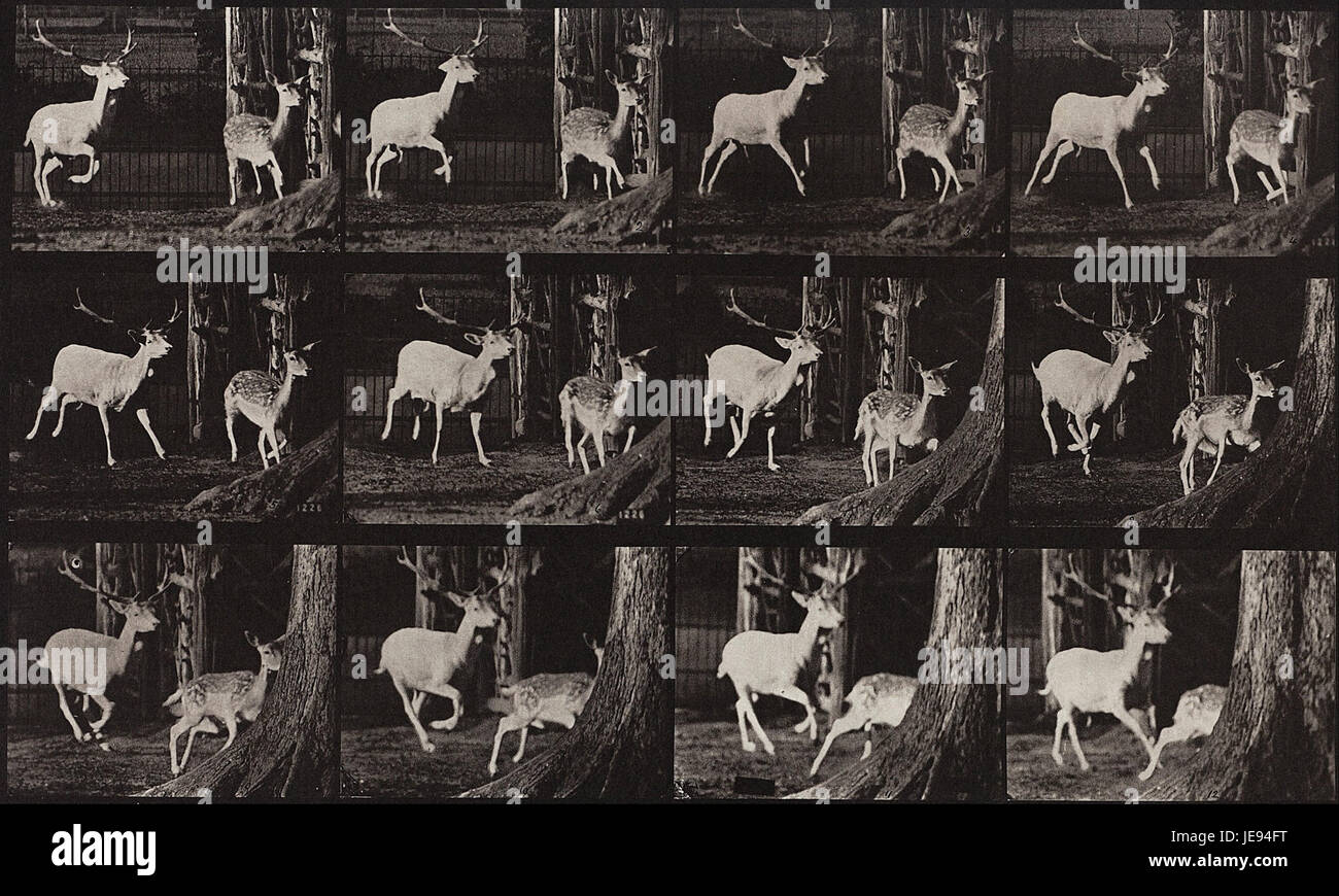 Eadweard Muybridge's 'Animal Locomotion' series, Plate 686, captures ...