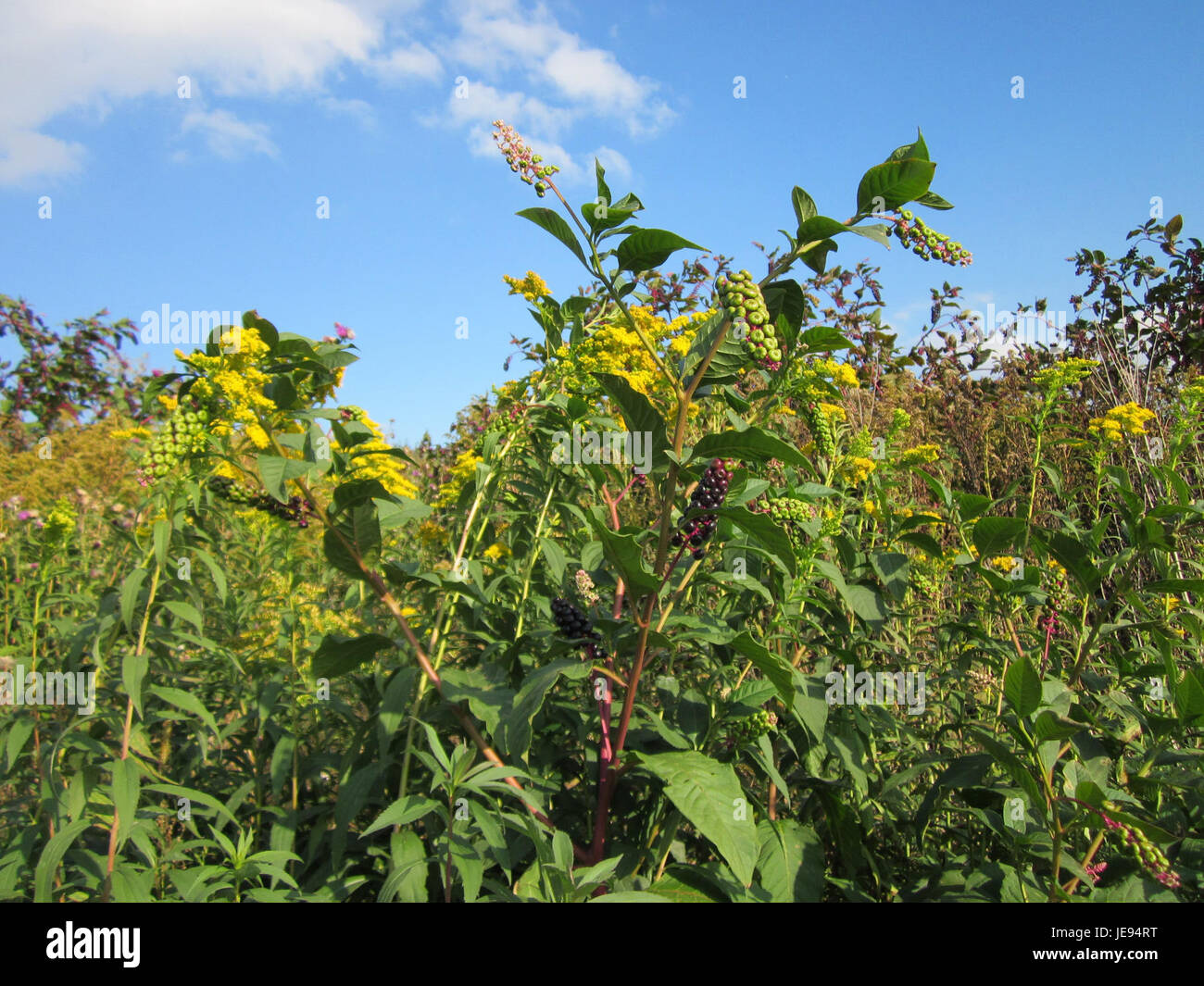Roter Bruch is a geological feature located in Walldorf, Germany, known ...
