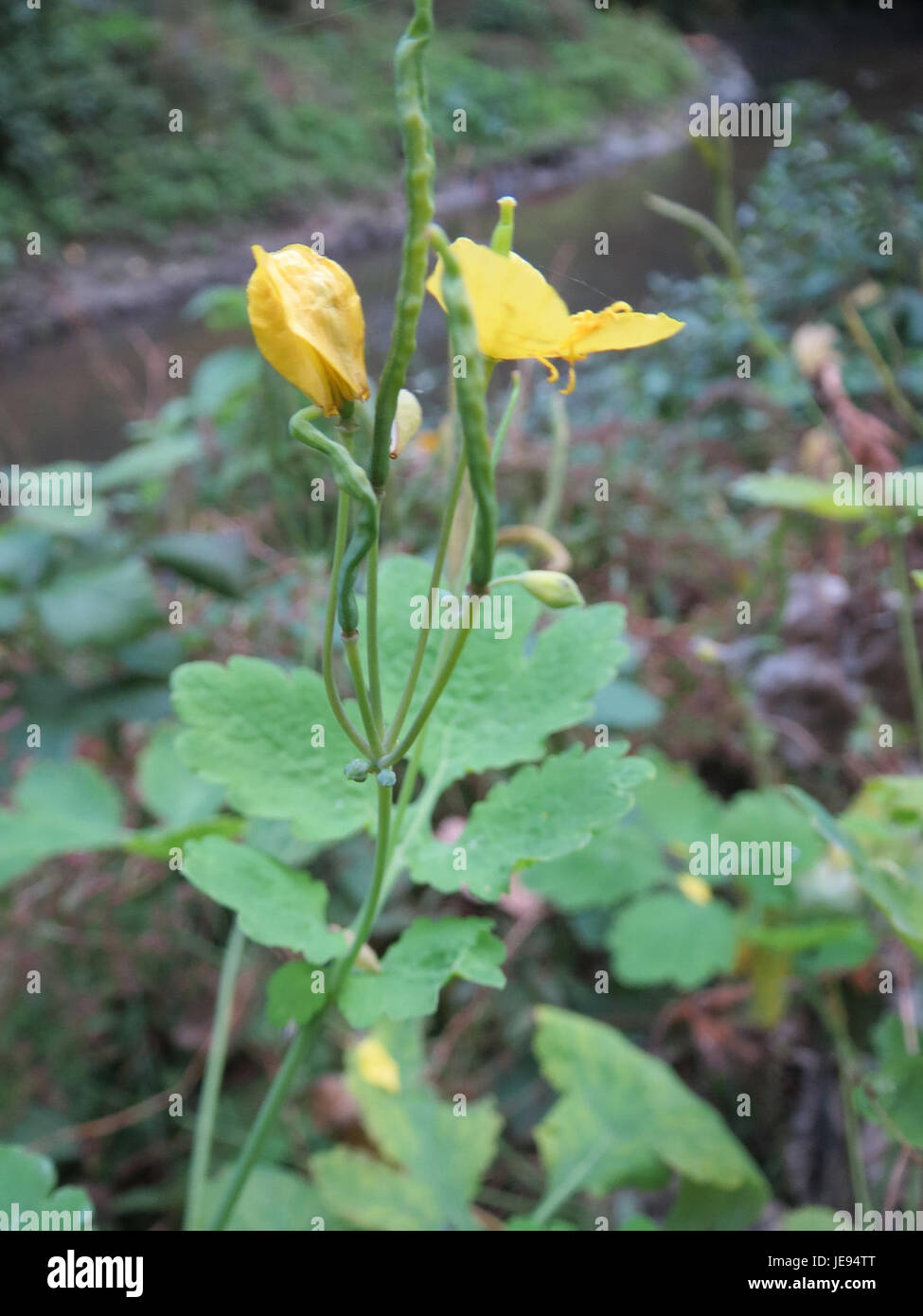 *Chelidonium majus*, also known as greater celandine, is shown here in ...