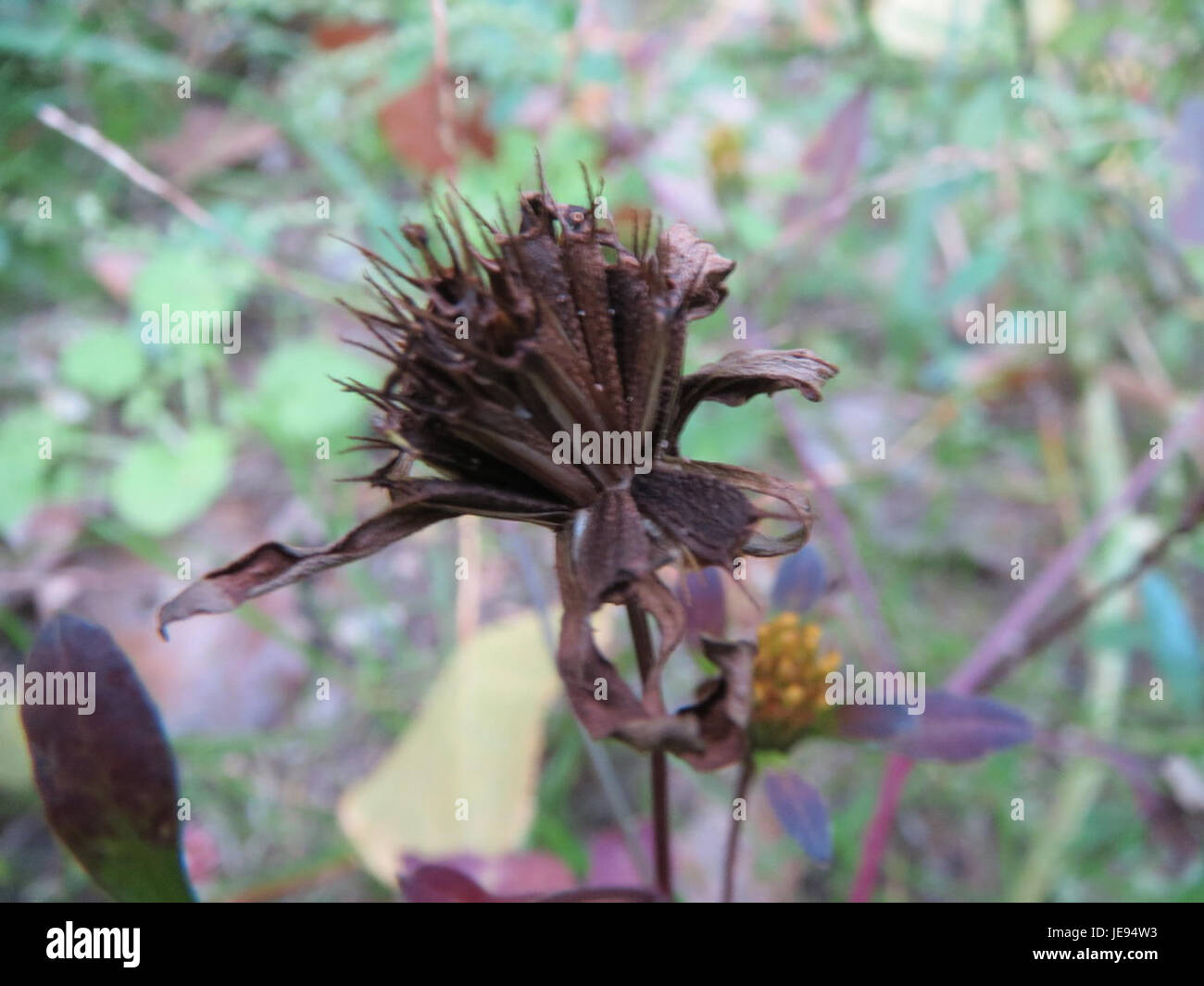 Yellow bidens hi-res stock photography and images - Alamy