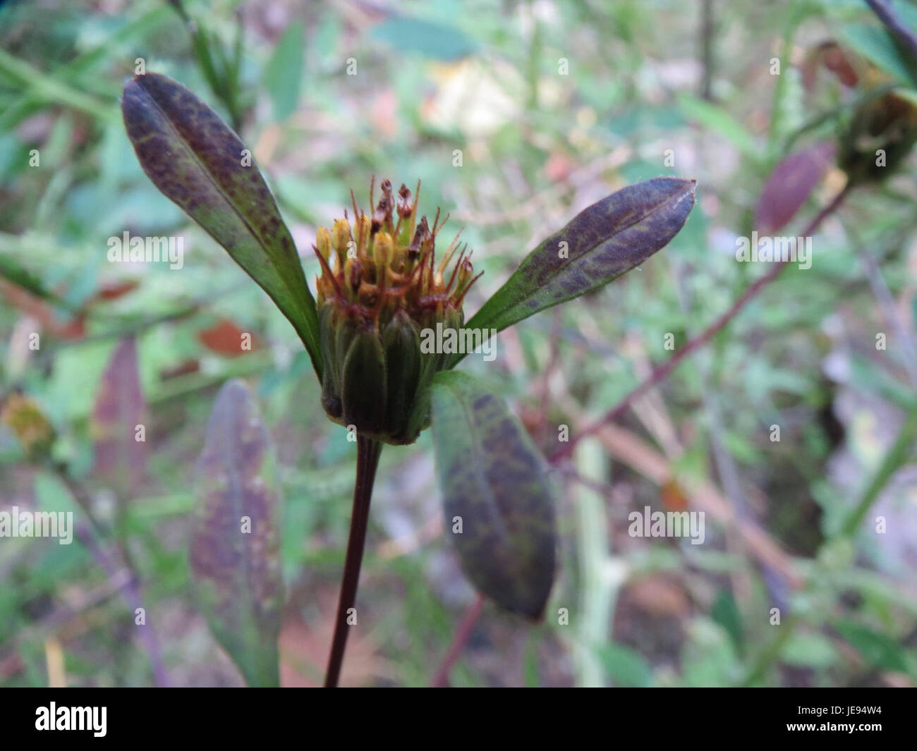 A photo of Bidens tripartita, commonly known as three-lobed beggarticks ...