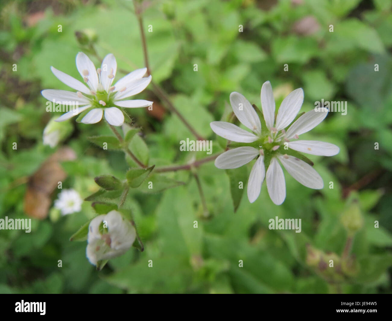 Perennial water plant hi-res stock photography and images - Alamy