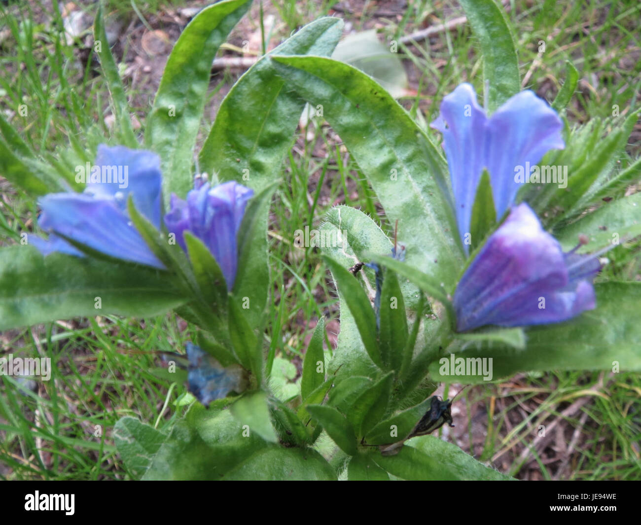 A photograph of 'Echium vulgare,' commonly known as viper's bugloss ...