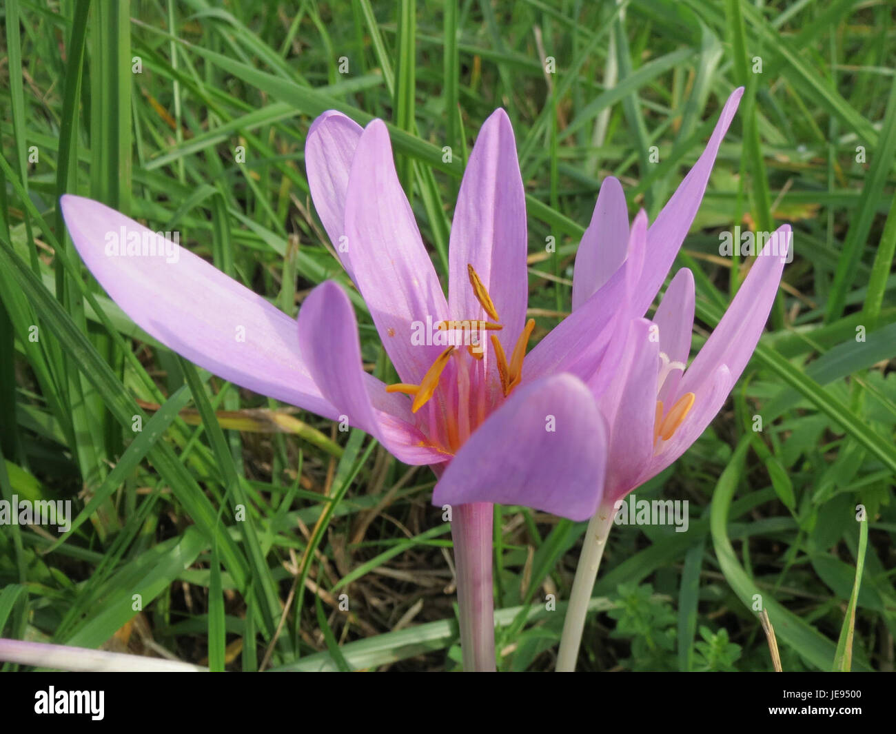 Colchicum autumnale, or autumn crocus, is a perennial plant known for its purple flowers. It ...