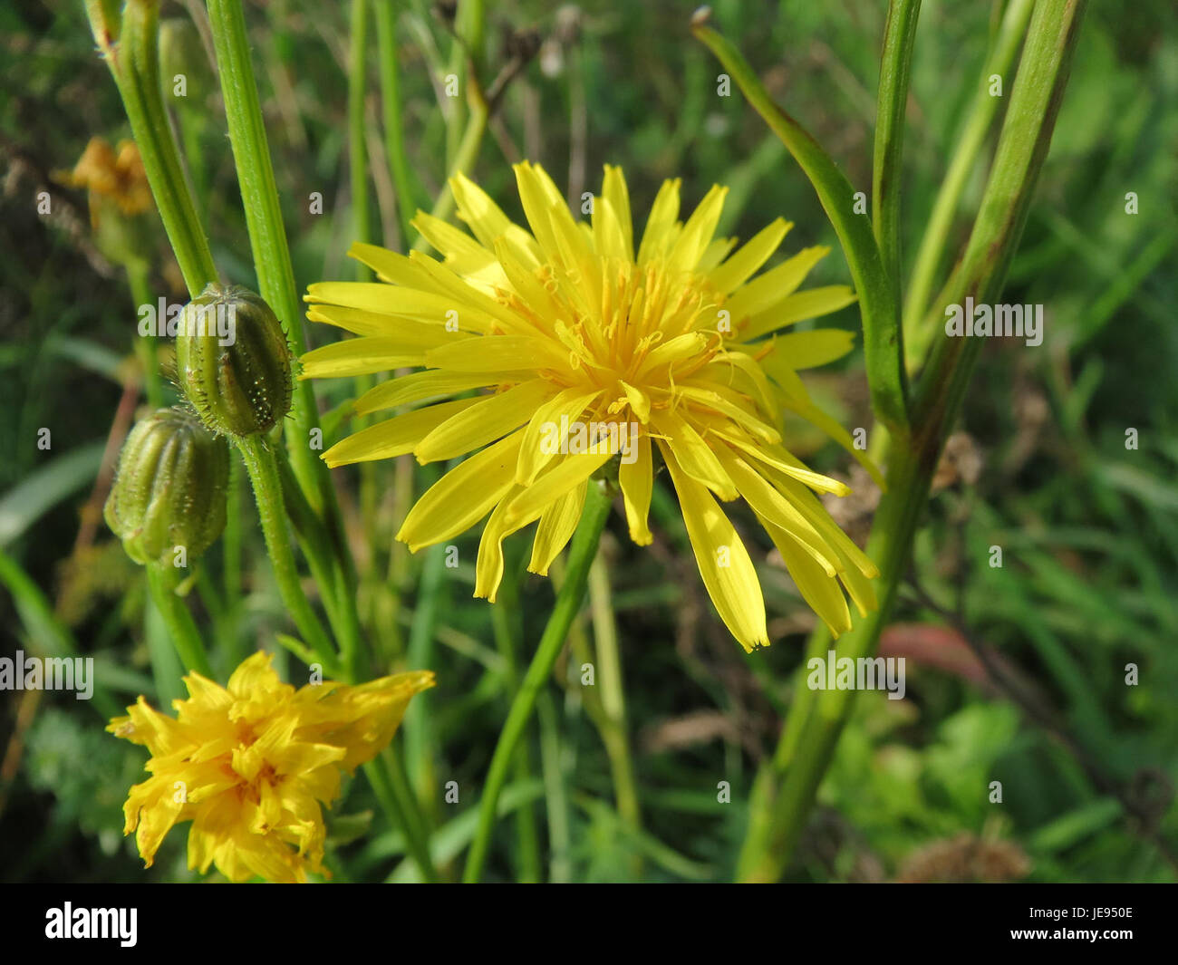 Crepis biennis, also known as the rough hawkbit, is a common wildflower ...
