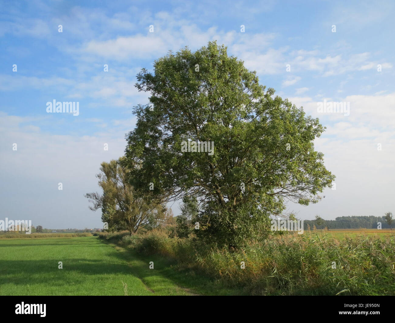 Fraxinus excelsior, commonly known as the European ash tree, is a ...