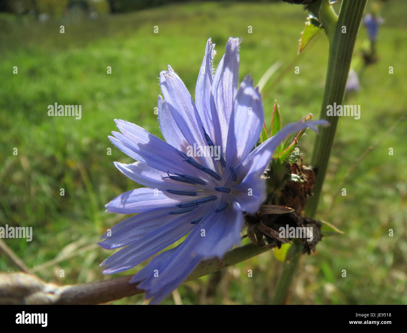 Cichorium intybus, known as chicory, is a perennial herb commonly found ...