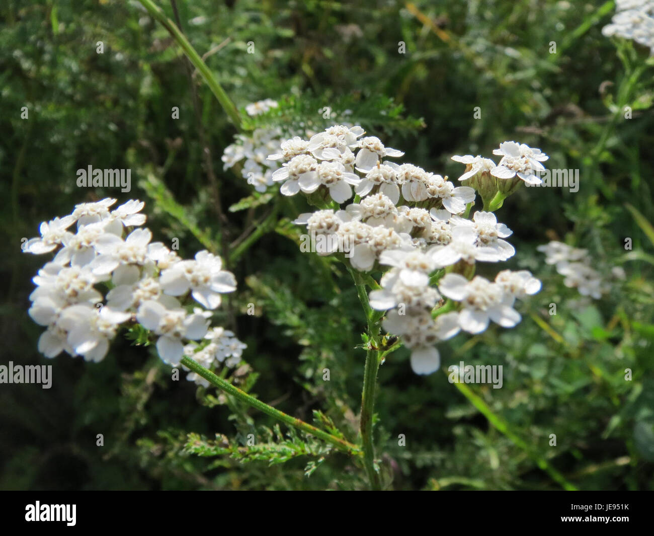 Achillea millefolium, commonly known as yarrow, is a perennial herb ...
