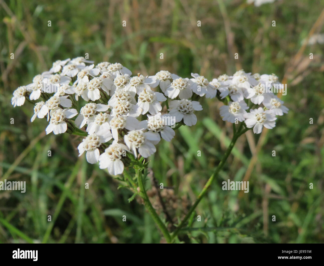 An image of Achillea millefolium, also known as yarrow, showcasing its ...