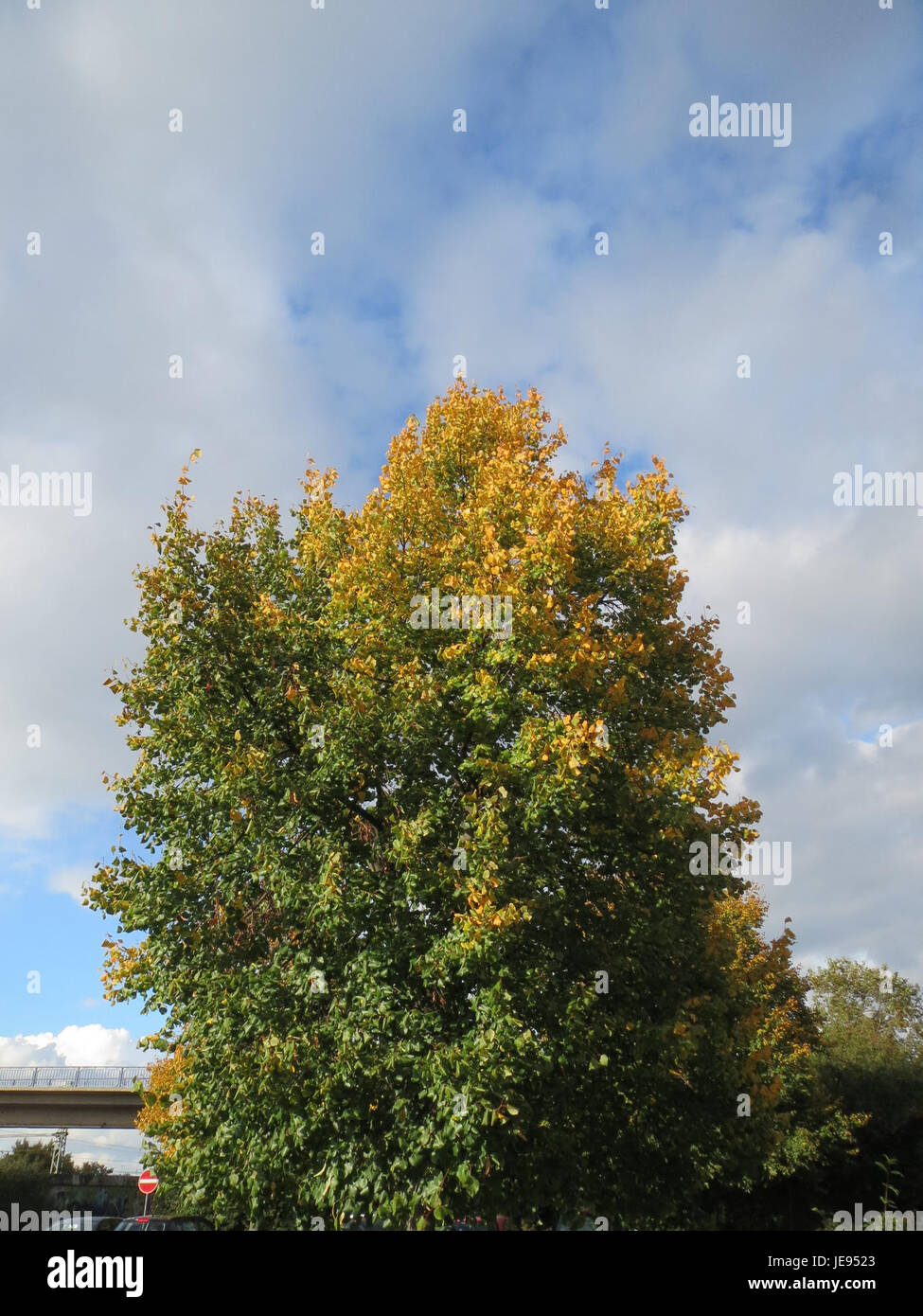 Linden tilia cordata leaves hi-res stock photography and images - Alamy