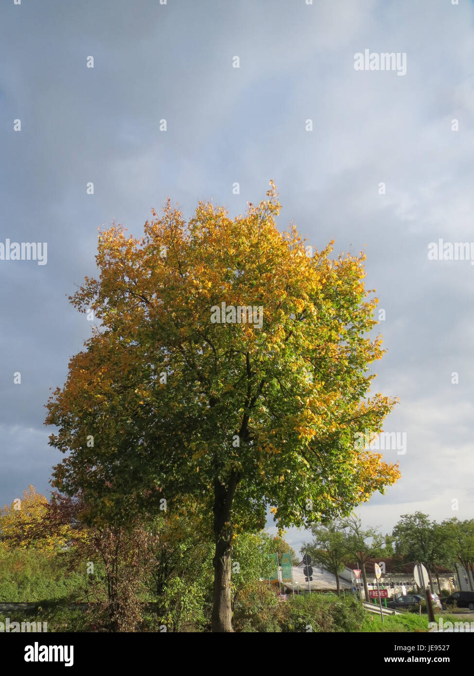 The image shows a Tilia cordata, commonly known as the little-leaved ...